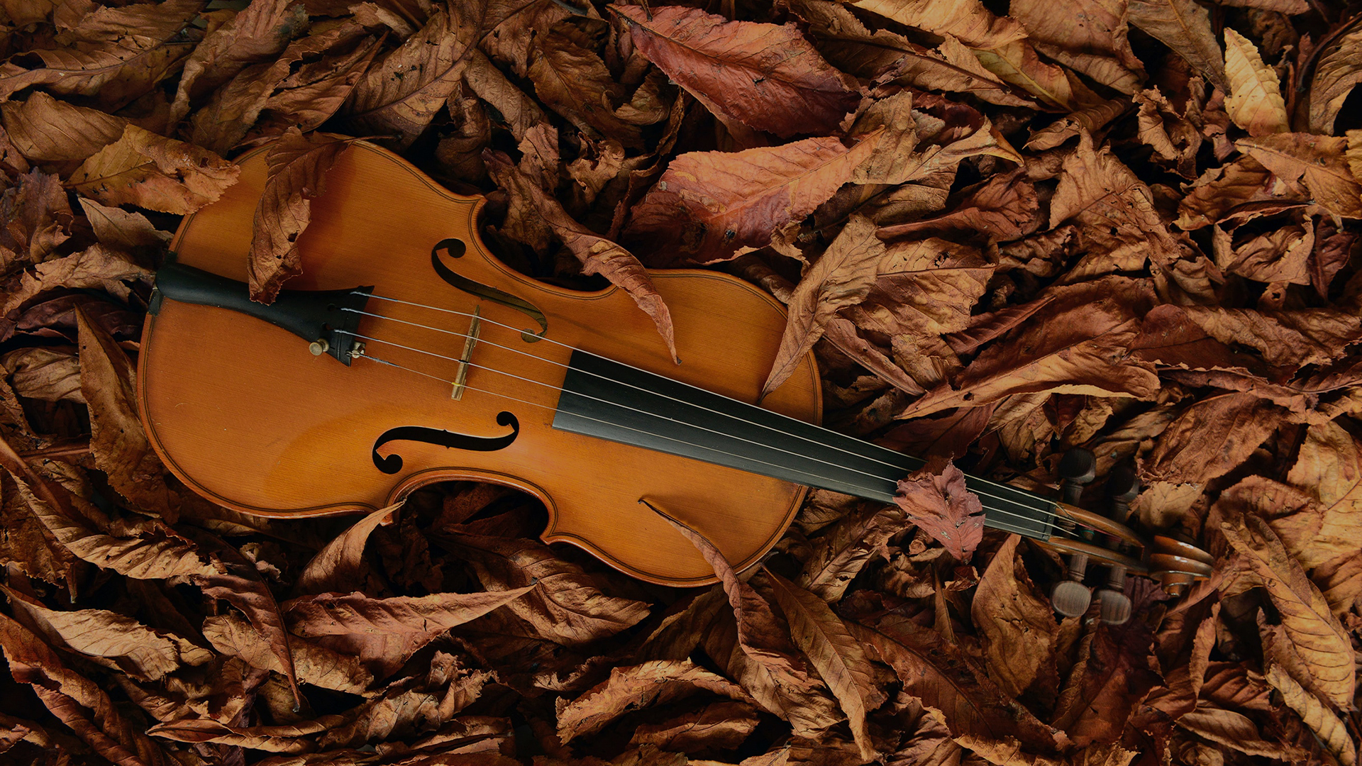 Timber timbre: the forest, the fiddler & the science around the strings ...